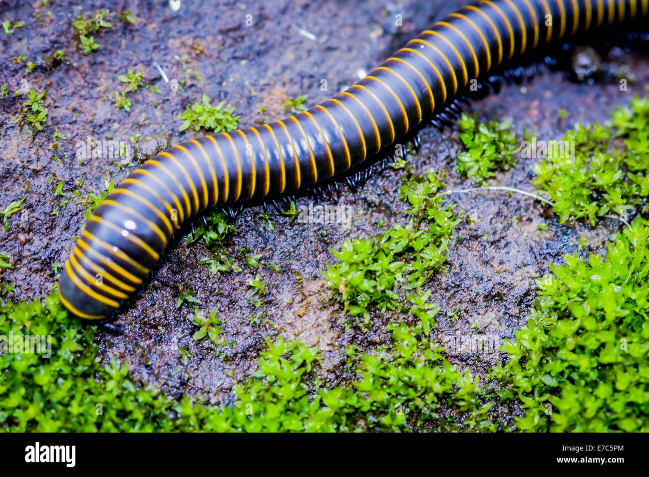 Millipede - Close up photo of a giant millipede Stock Photo - Alamy