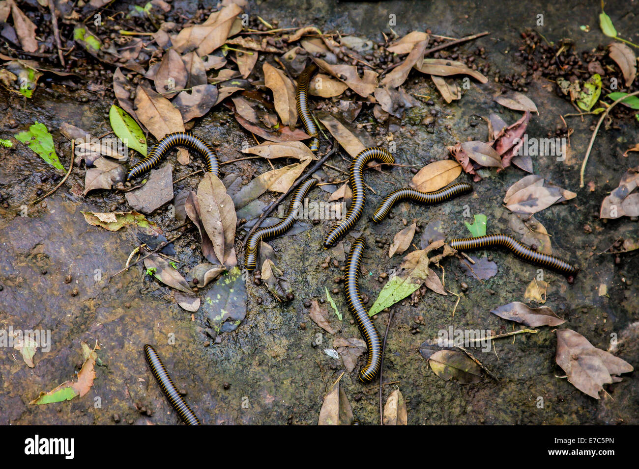 Millipedes - Group of giant millipedes on wet ground Stock Photo - Alamy