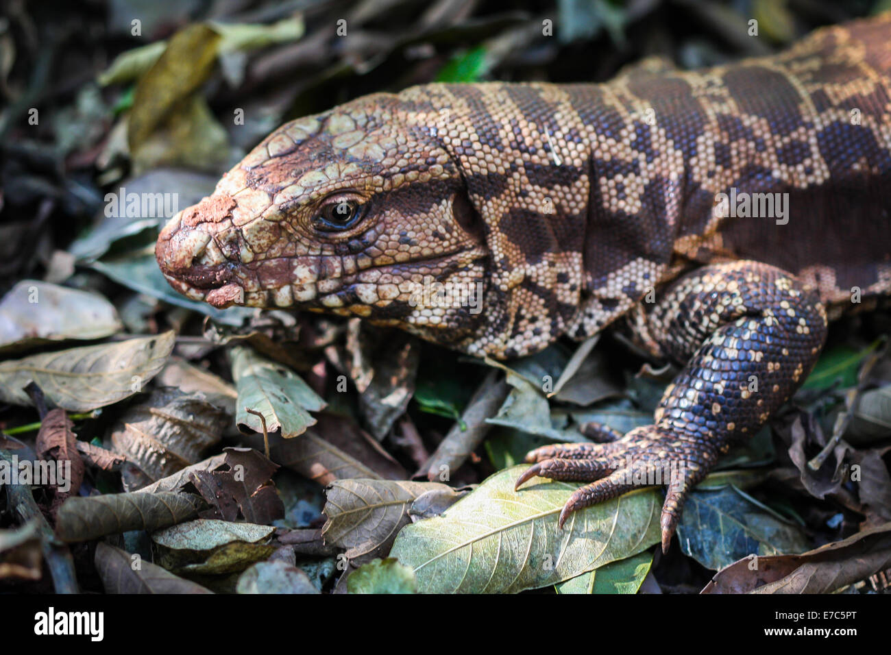 Brown lizard - Close up of the face of a large brown lizard Stock Photo ...