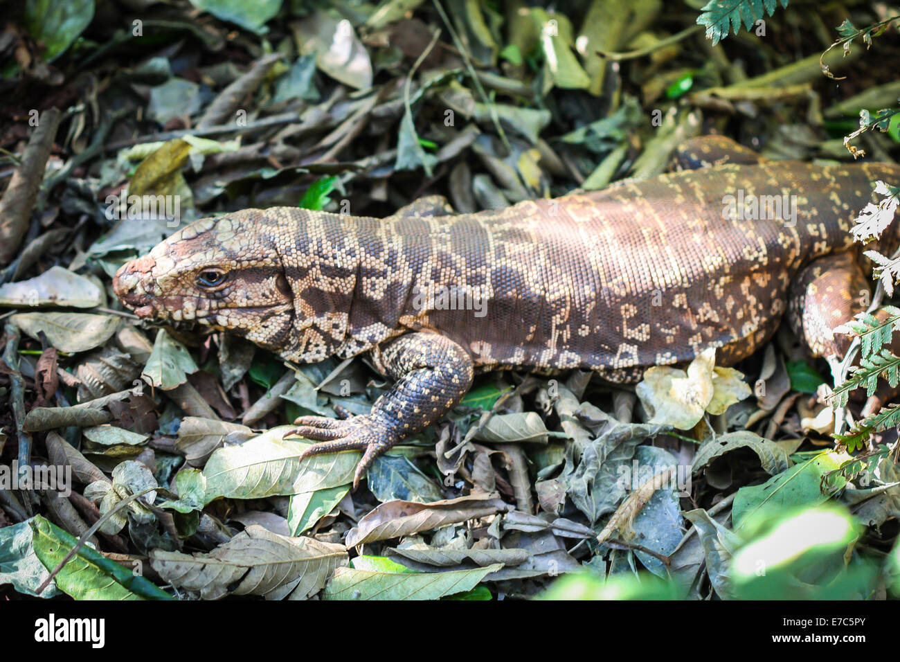 Brown spotted lizard hi-res stock photography and images - Alamy