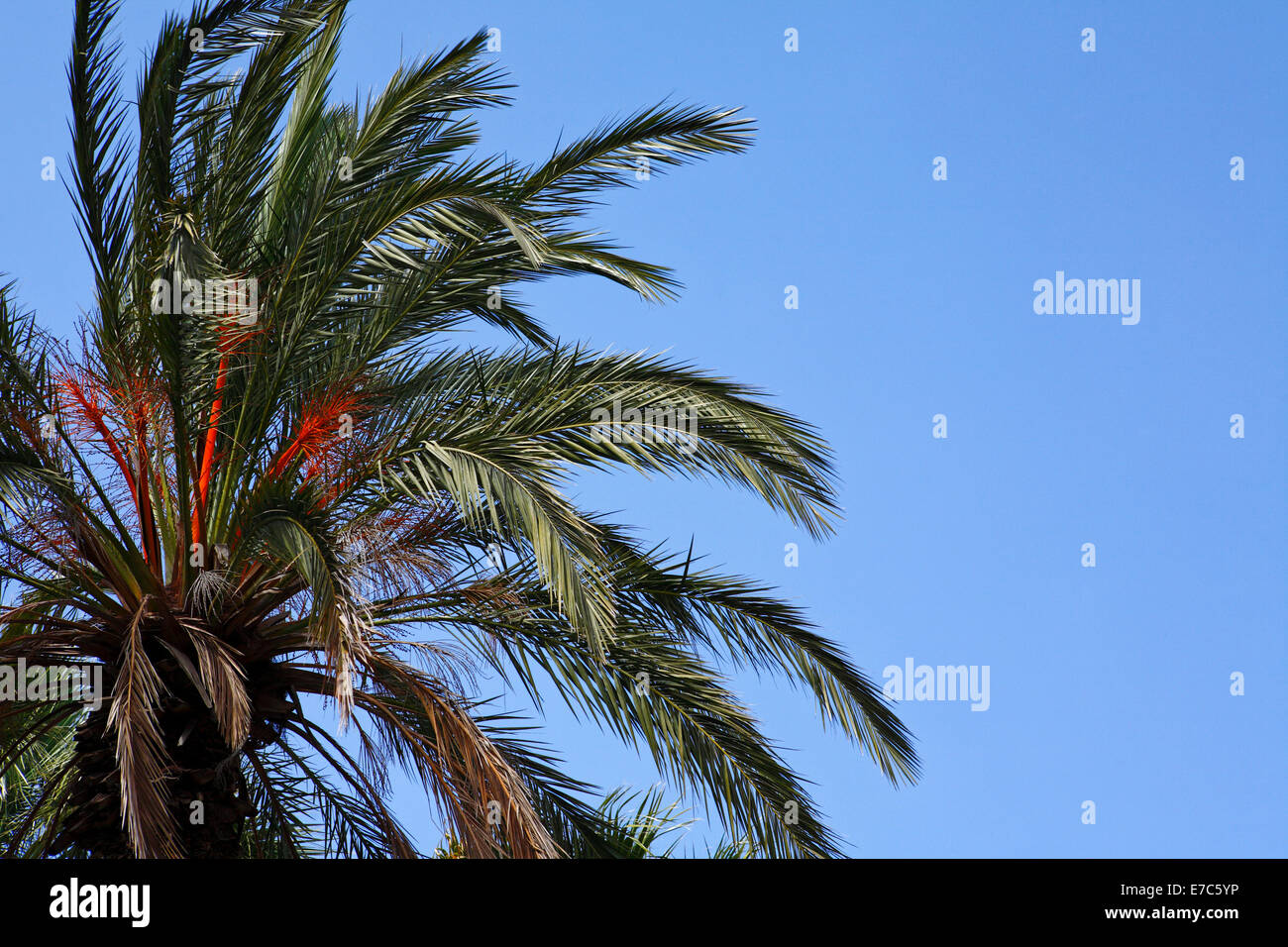 palm tree in israel under blue sky Stock Photo - Alamy