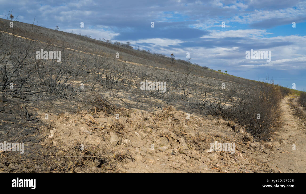 Bush area burnt after fire across the hill Stock Photo - Alamy