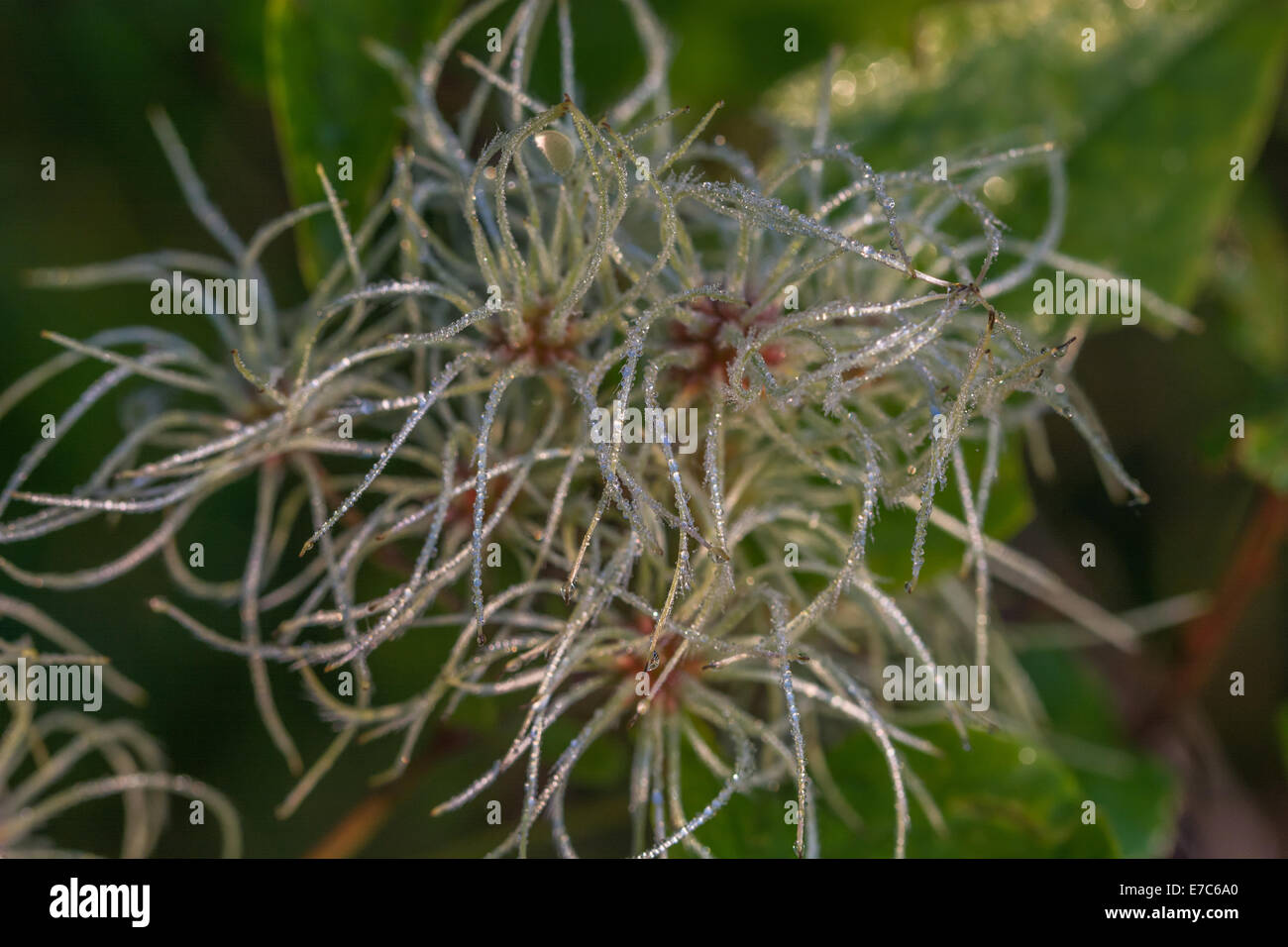 Flowers of Traveller's Joy / WIld Clematis - Clematis vitalba - with ...