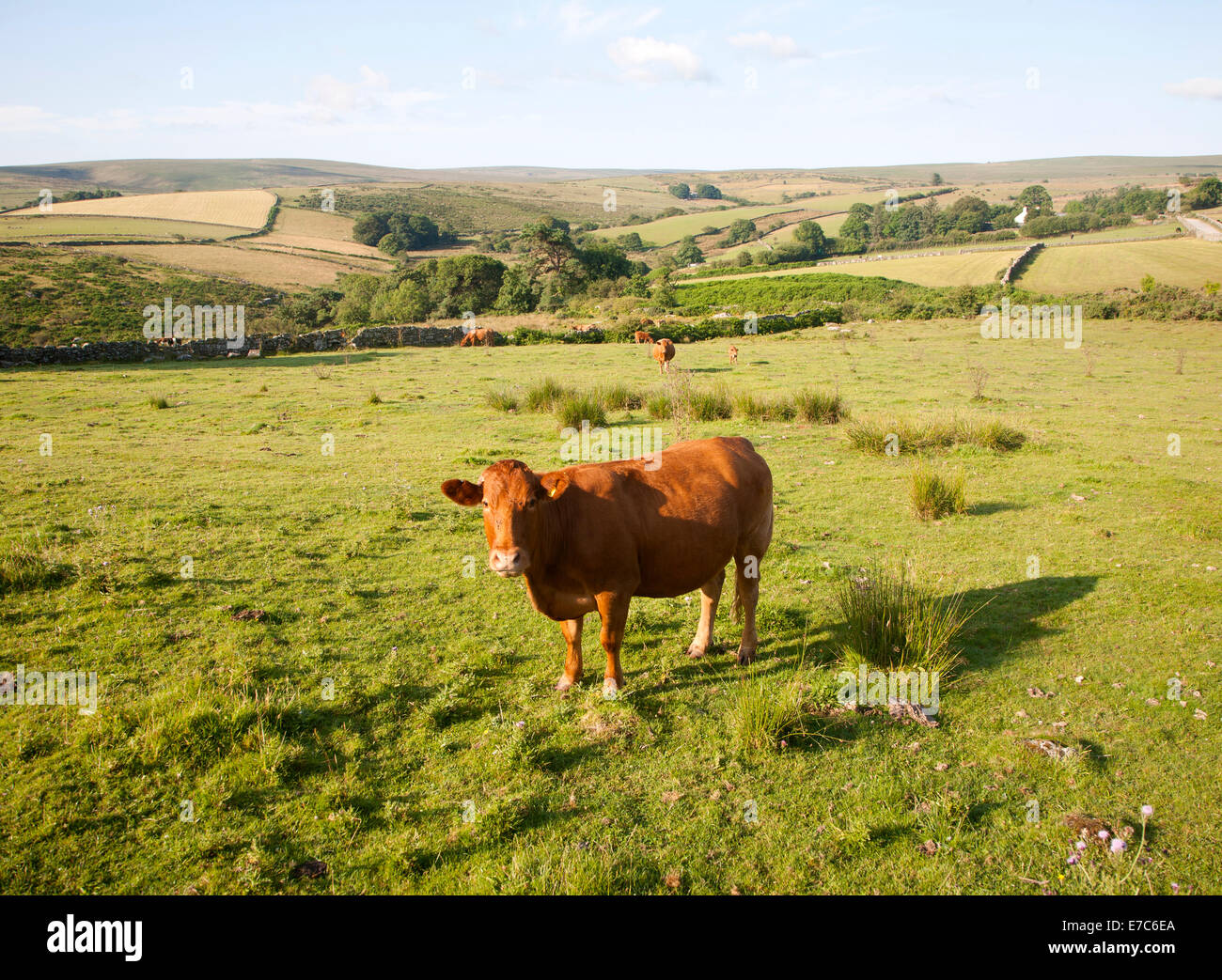 Extensive Farming Vs Intensive Farming