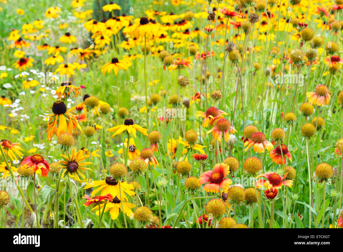 Flowers in a traditional garden Stock Photo - Alamy