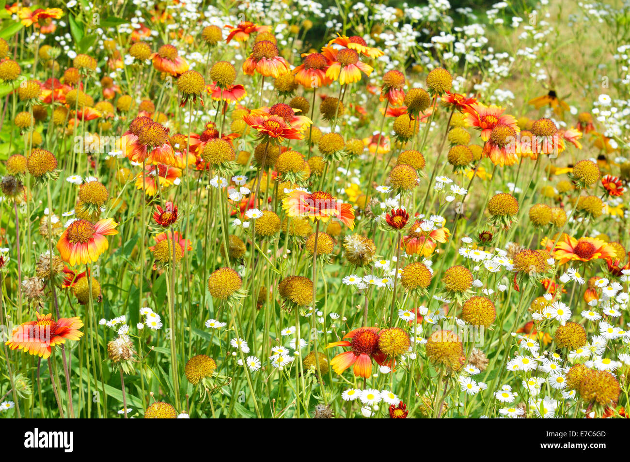 Flowers in a traditional garden Stock Photo - Alamy