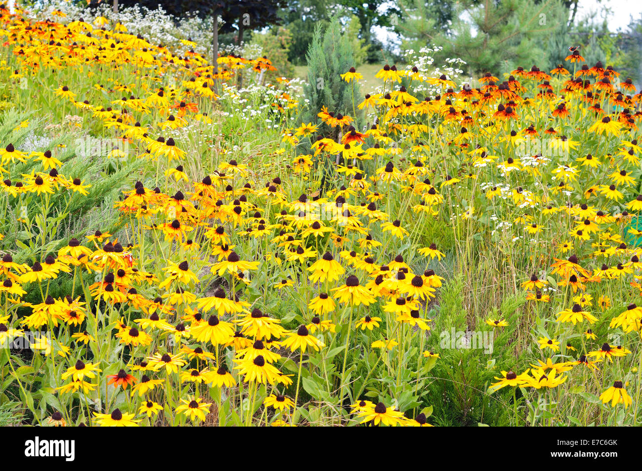 Flowers in a traditional garden Stock Photo - Alamy