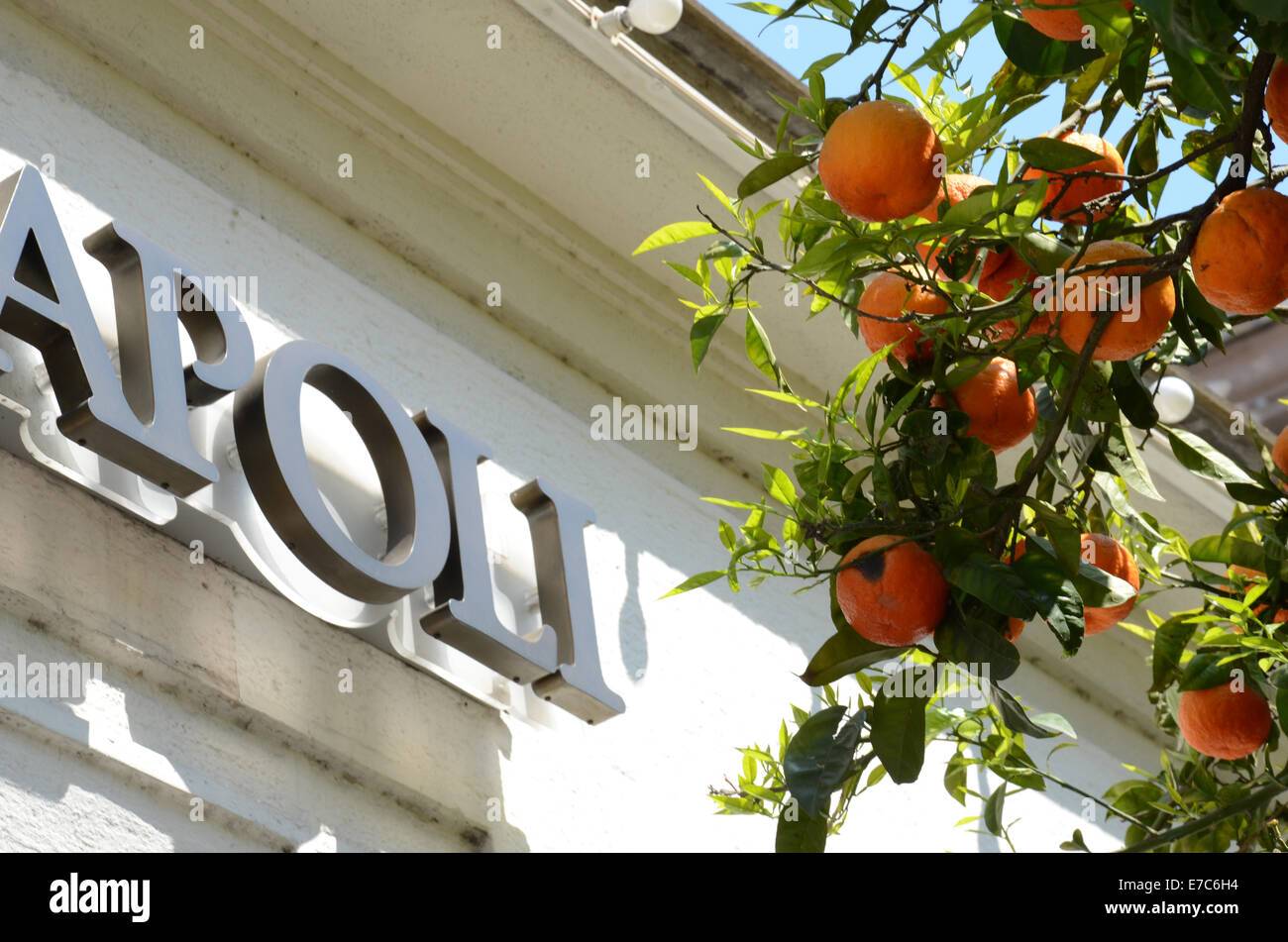 Oranges on a tree in Sorrento, Italy Stock Photo - Alamy