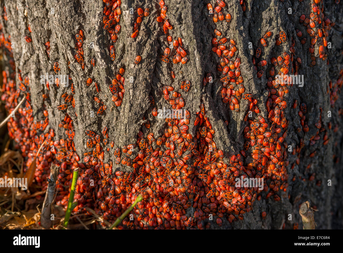 Red insects hi-res stock photography and images - Alamy