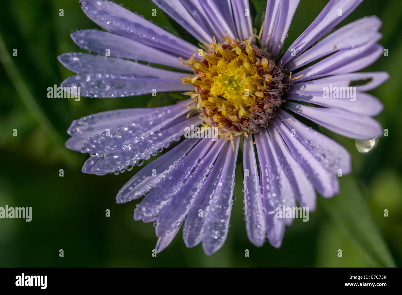 Lilac and yellow flower of Michaelmas Daisy / Aster novi-belgii covered ...