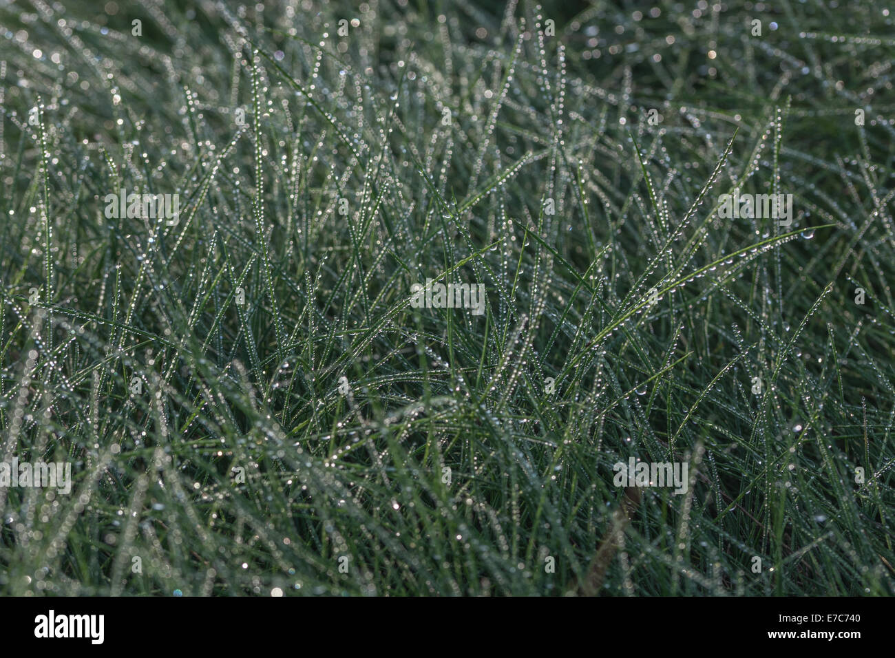 Heavily dew drop on marshland grasses Stock Photo - Alamy