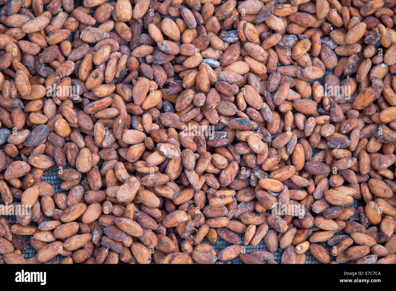 Drying cacao beans in the outside sun Stock Photo - Alamy