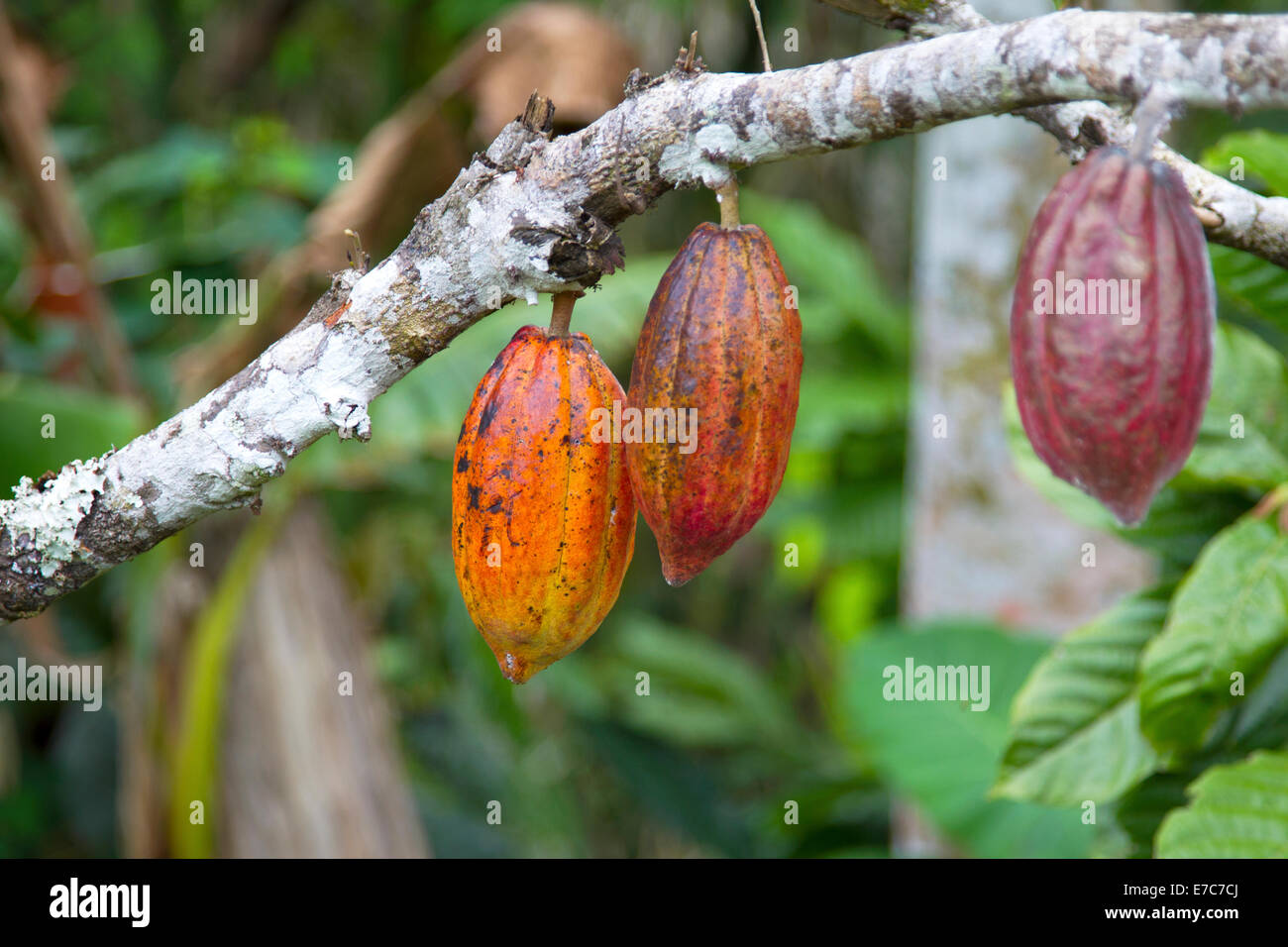 Cacao pods growing on cacao tree in Indonesia Stock Photo - Alamy