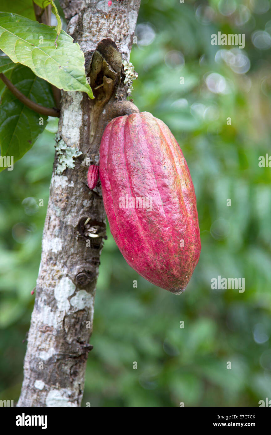Cacao pod growing on cacao tree in Indonesia Stock Photo - Alamy