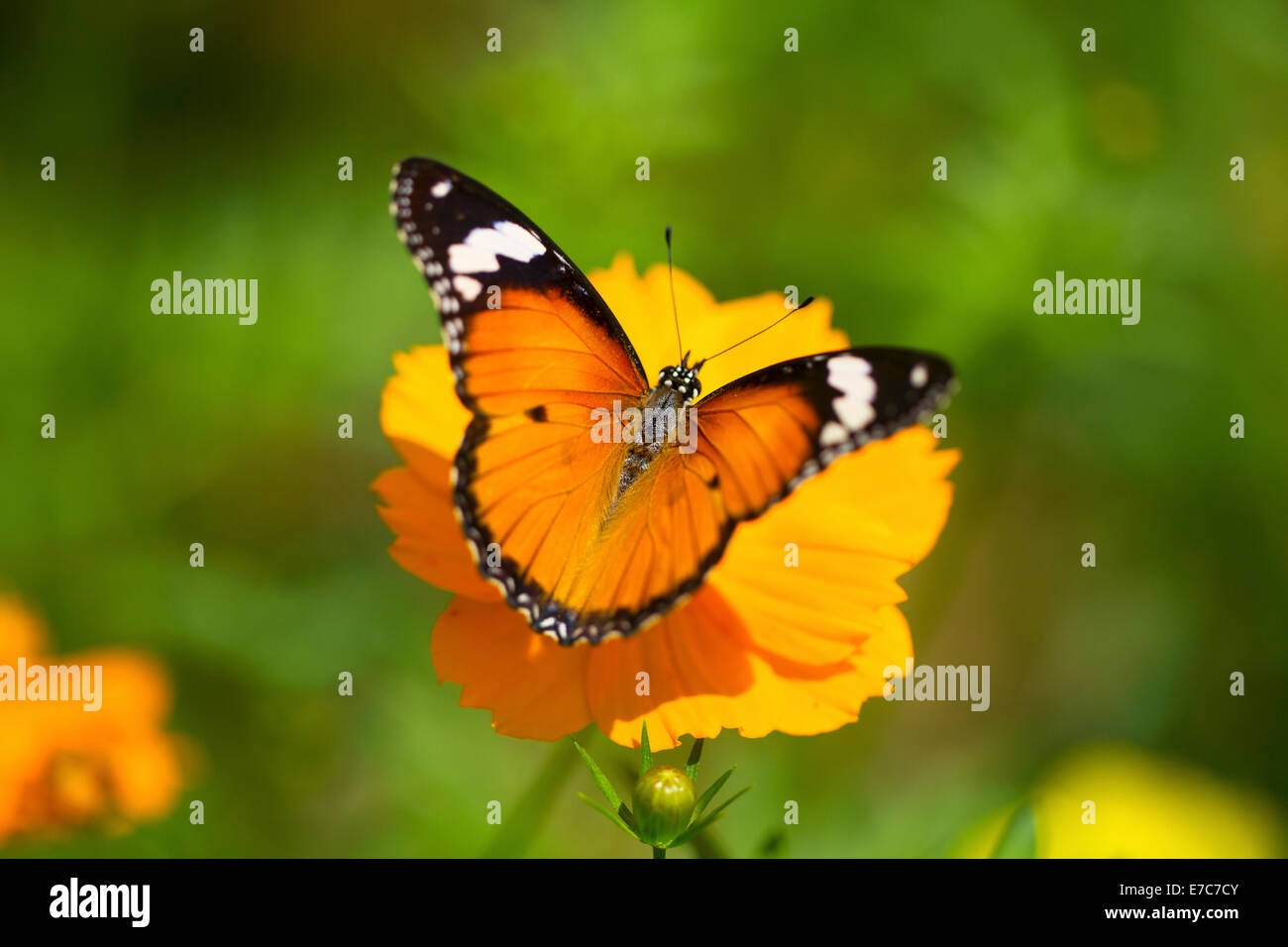 Plain tiger butterfly (Danaus Chrysippus) in Magelang (Indonesia Stock ...
