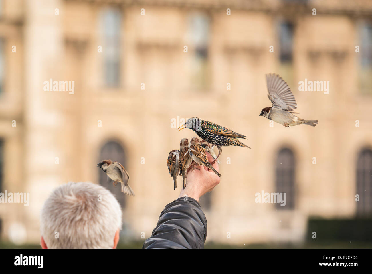 Man and flying birds hi-res stock photography and images - Alamy