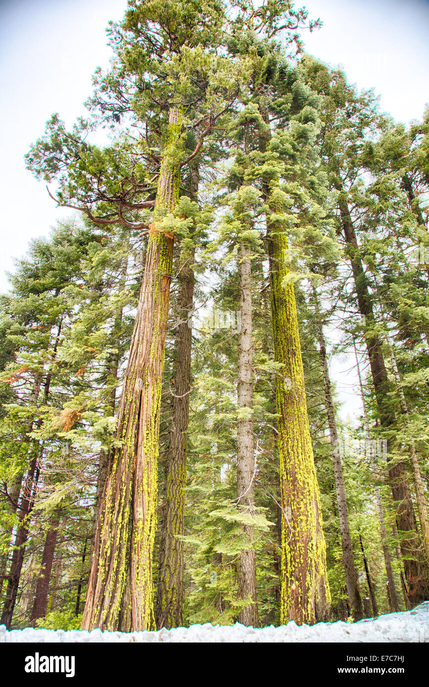 Giant Sequoia grove in Yosemite National Park, California, USA Stock ...