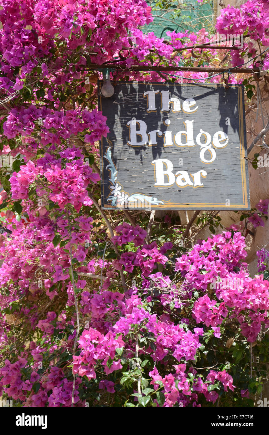 The Bridge Bar sign, Malta, surrounded by Bougainvillea a pink ...