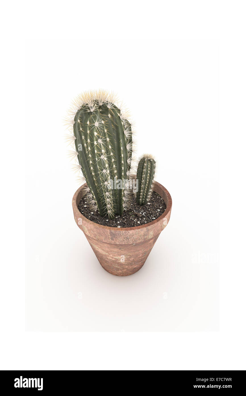 cactus in a pot isolated on white background Stock Photo - Alamy
