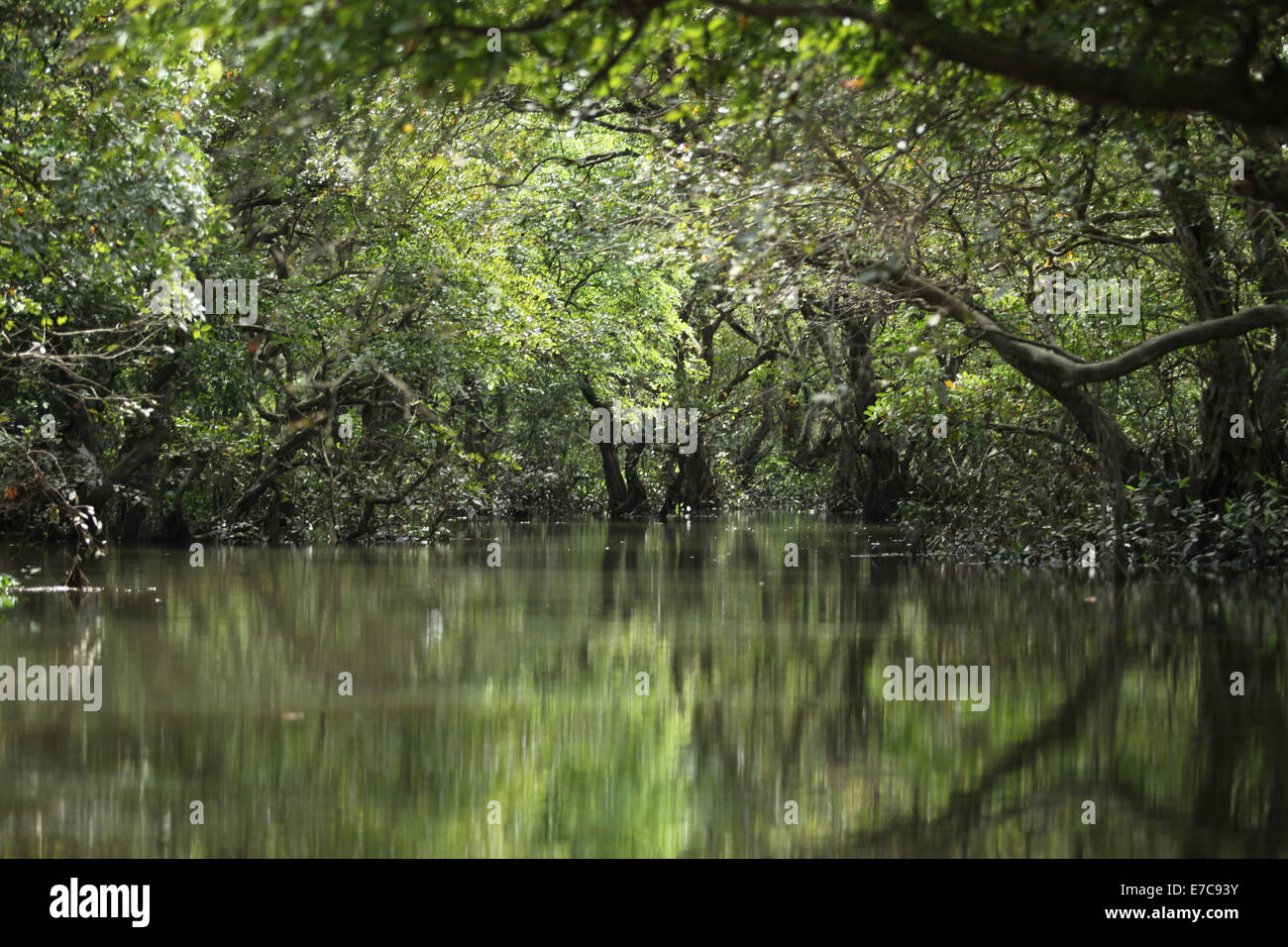 Ratargul swamp forest hi-res stock photography and images - Alamy