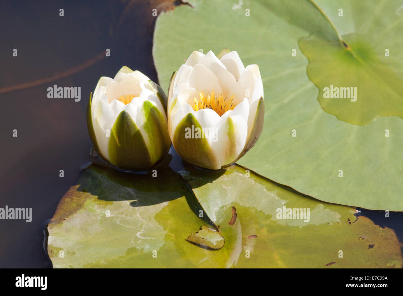 White Water-lilies (Nymphaea alba). Calthorpe Broad. Norfolk Stock ...