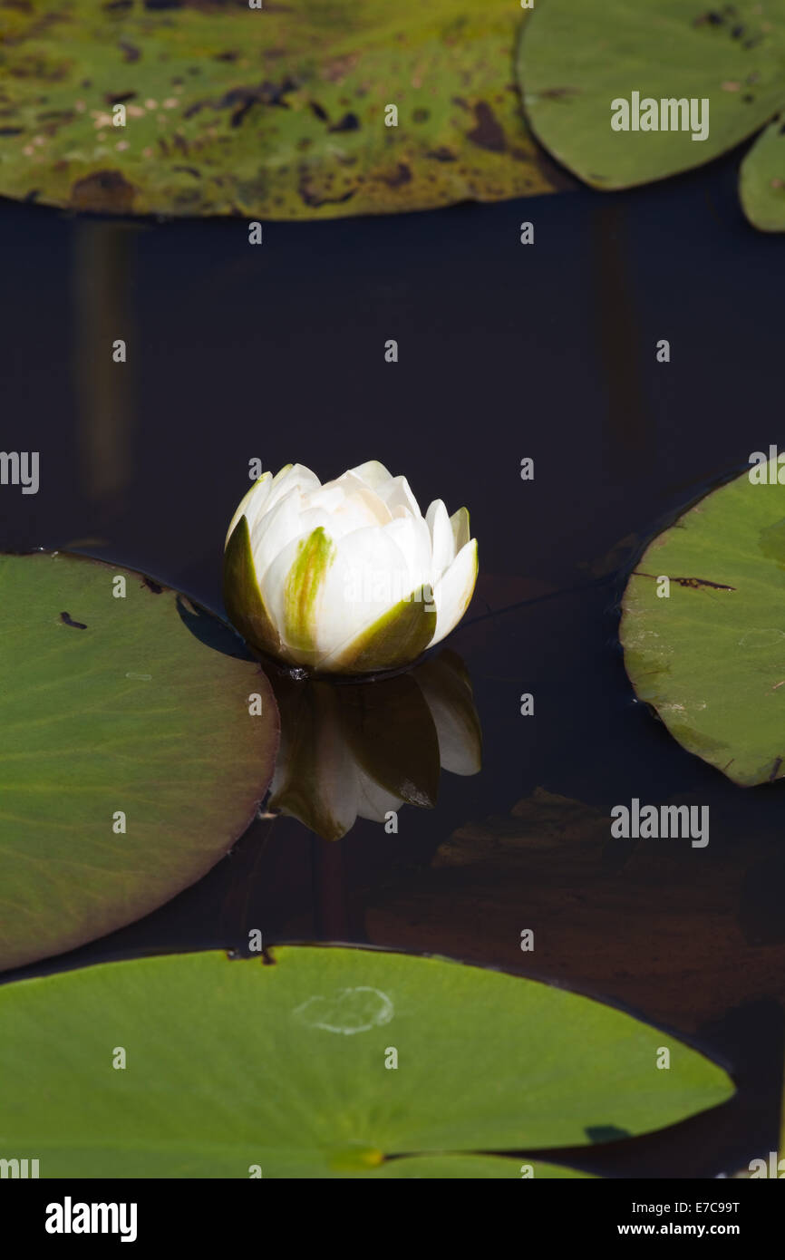 White Water-lily (Nymphaea alba). Calthorpe Broad, NNR. SSSI. Norfolk ...