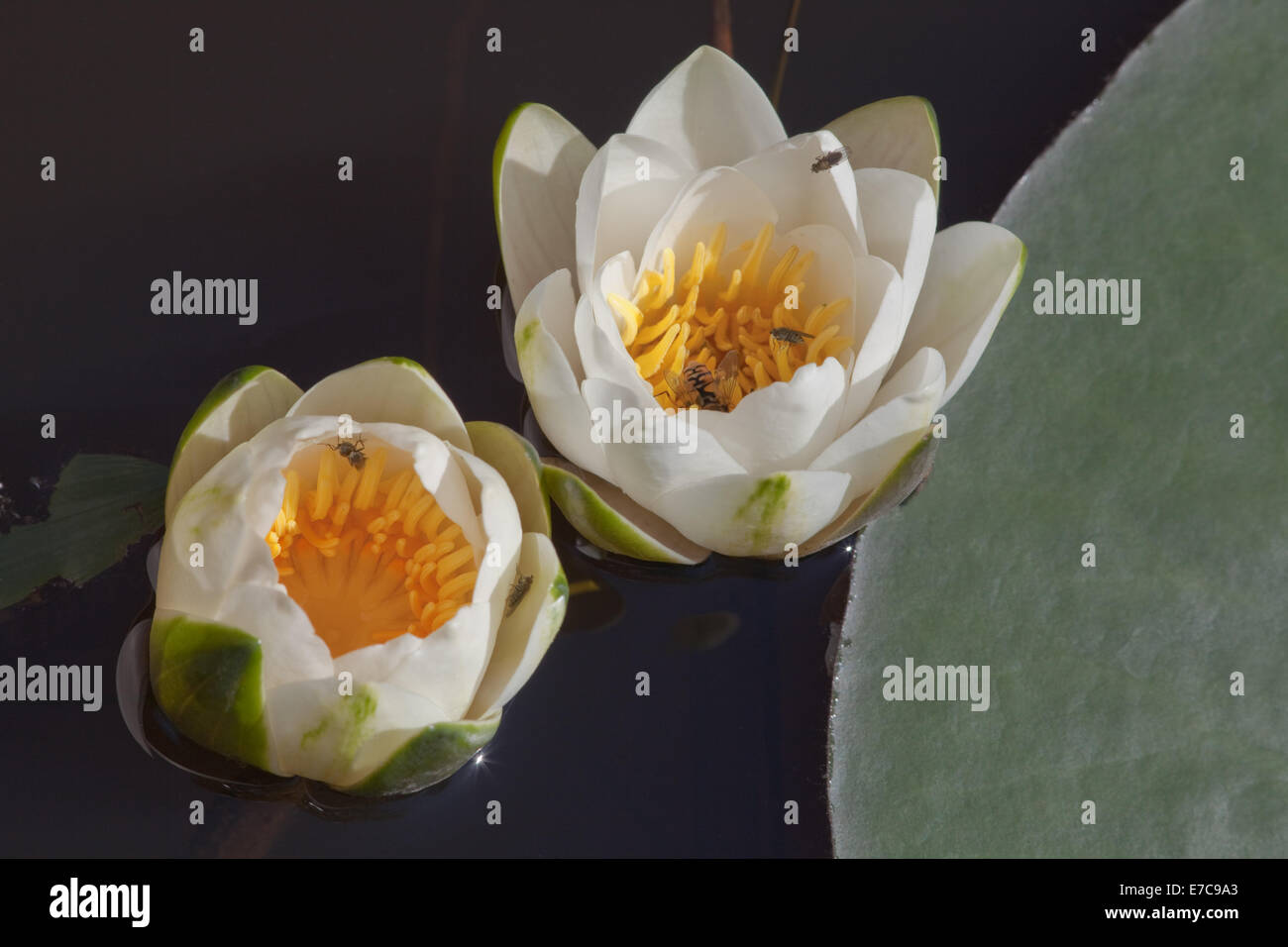 White Water-lily (Nymphaea alba). Calthorpe Broad NNR, SSSI . May ...