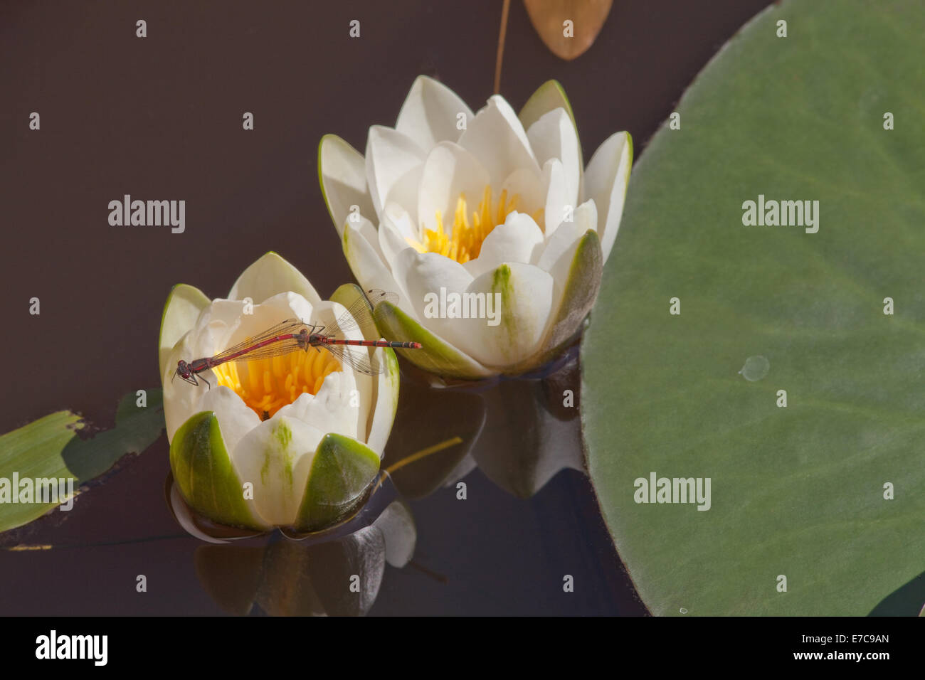 White Water-lilies (Nymphaea alba), with Large Red Damselflies ...