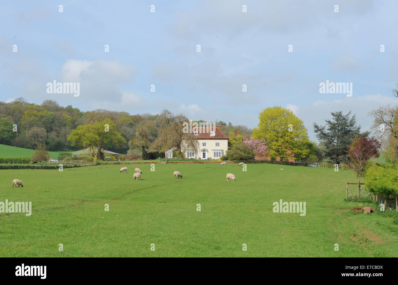 Spring lambs playing in green field hi-res stock photography and images ...