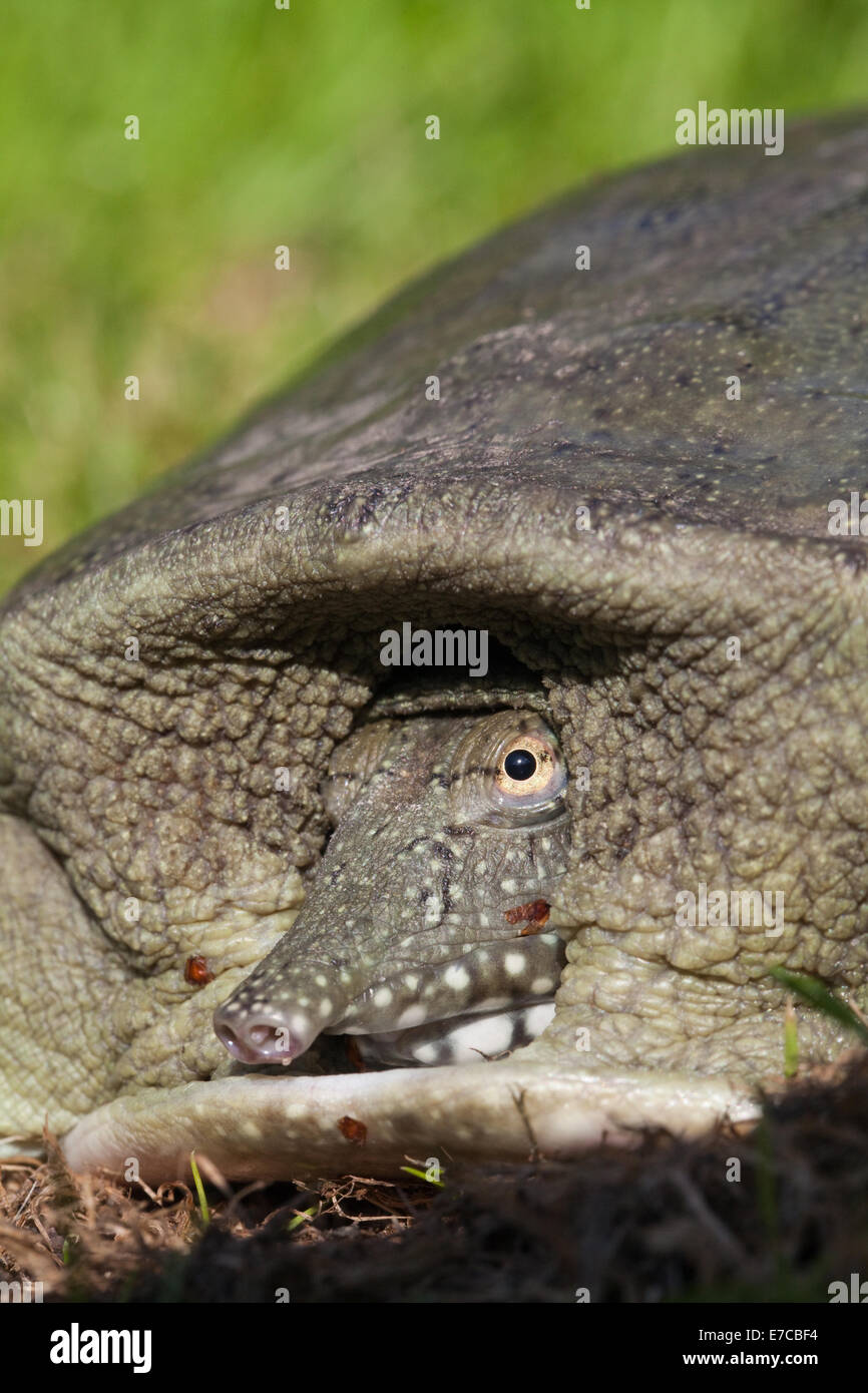 Chinese Softshell Turtle (Pelodiscus sinensis). On land. Head and neck ...