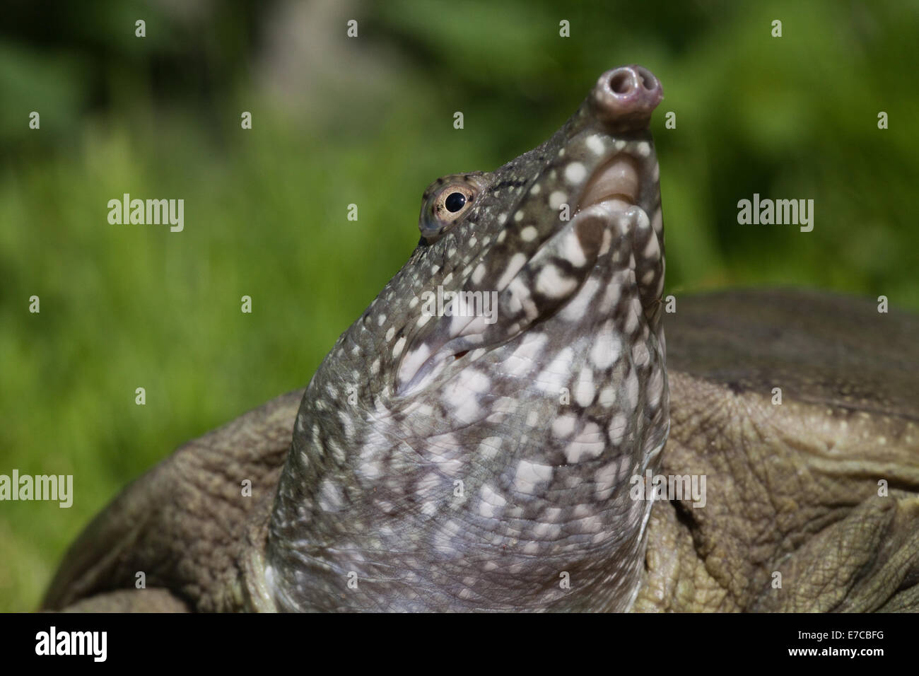 Softshell turtle china hi-res stock photography and images - Alamy