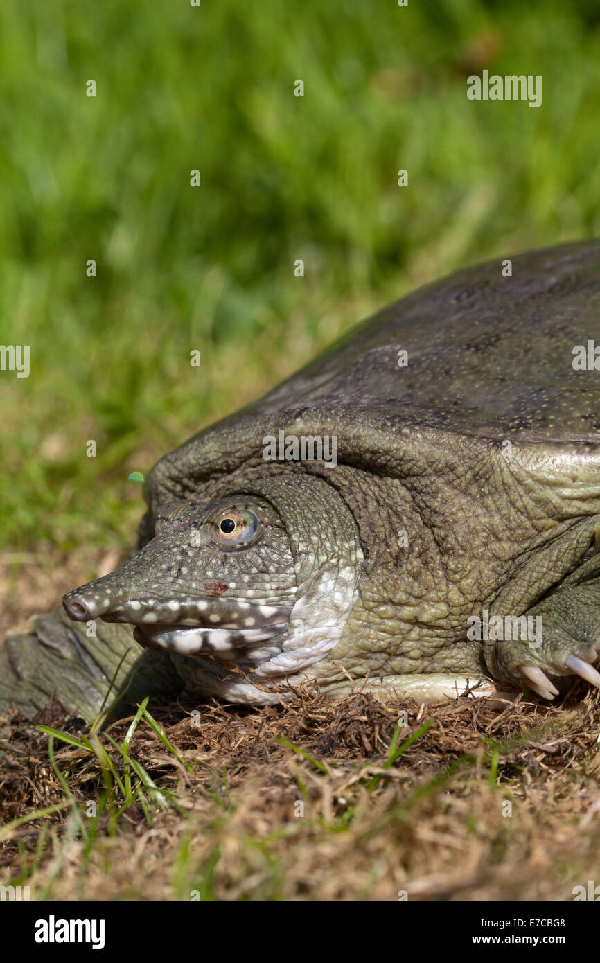 Repyile hi-res stock photography and images - Alamy