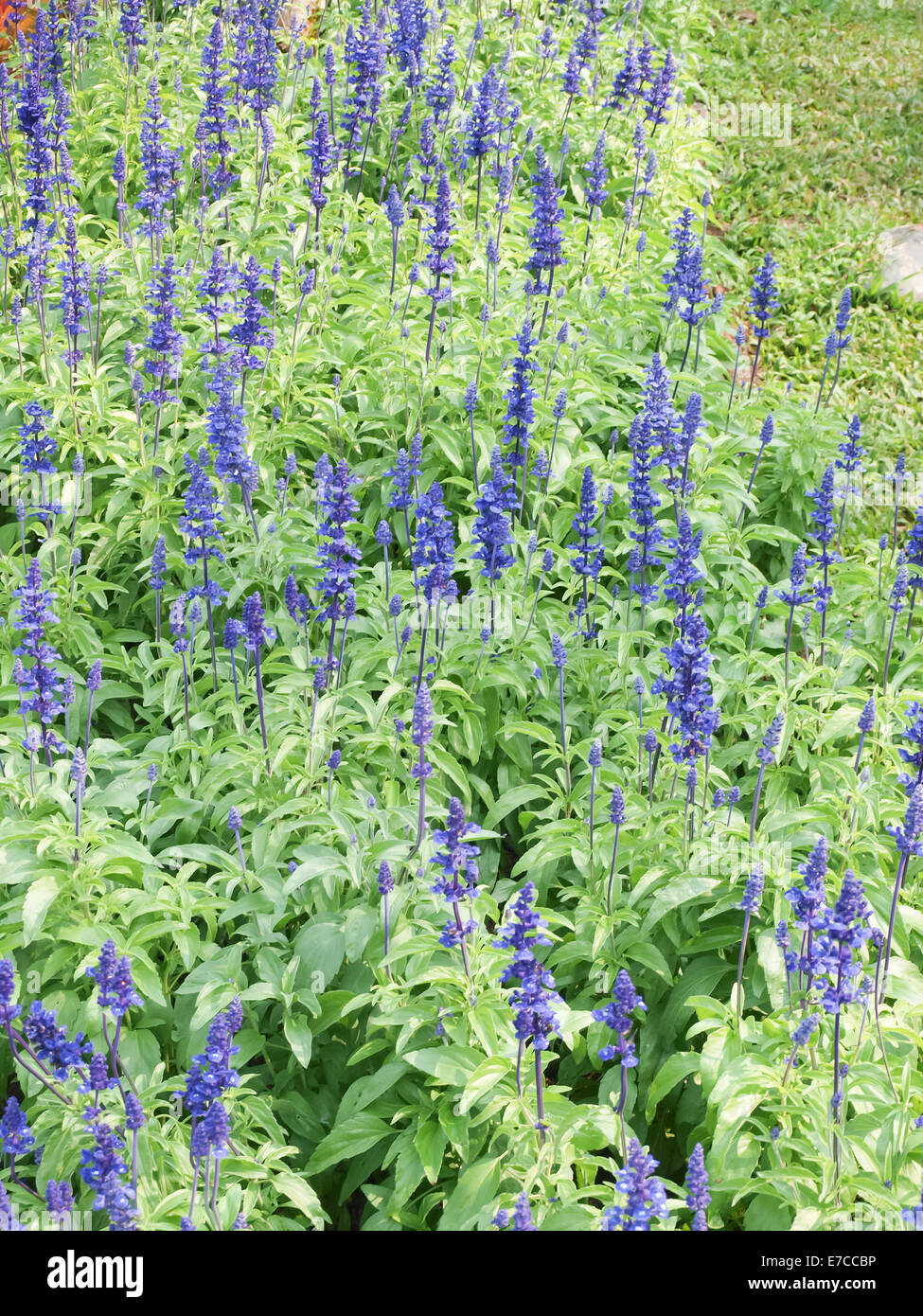Lavender in nature Stock Photo - Alamy