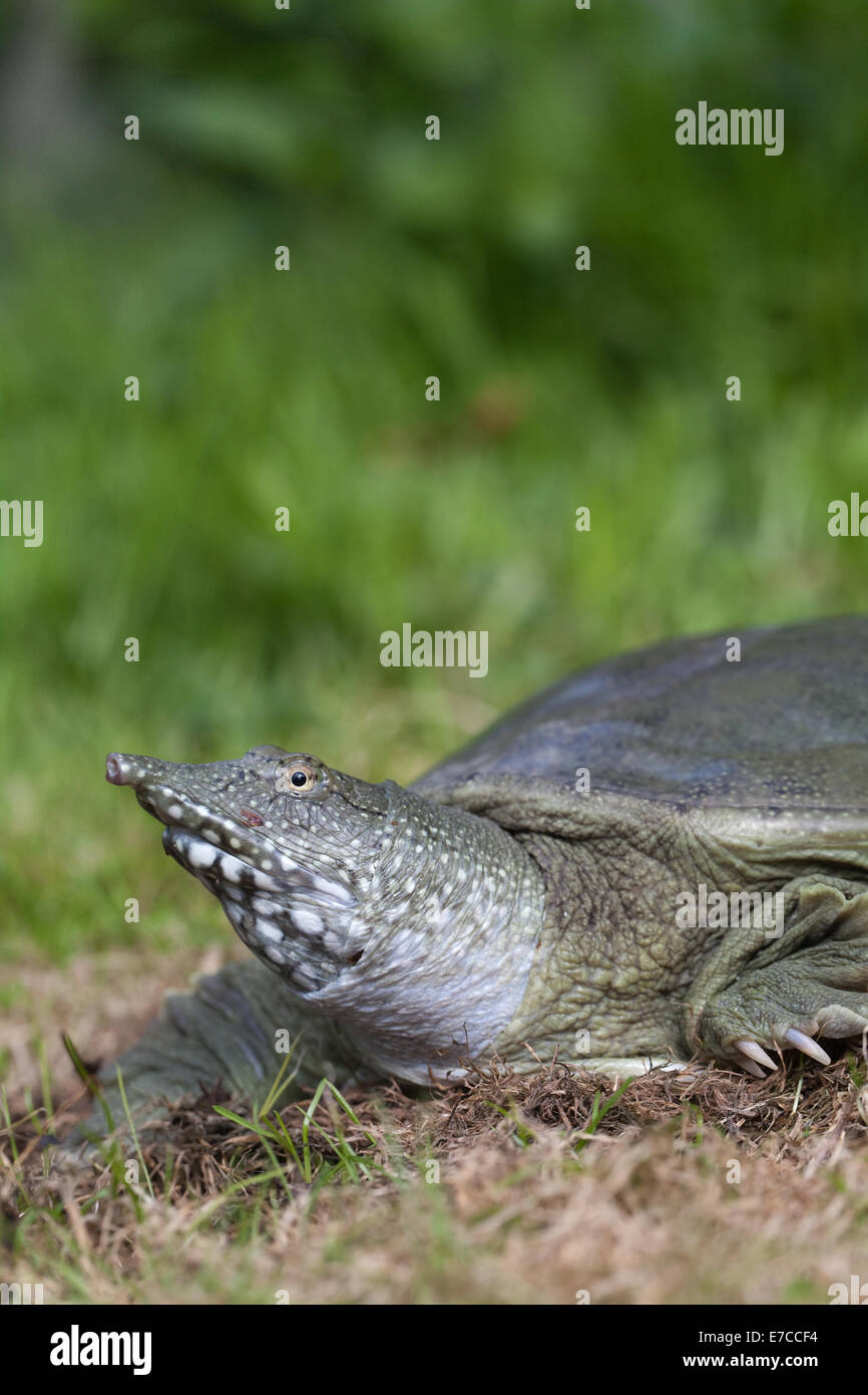 Asian softshell turtle hi-res stock photography and images - Alamy