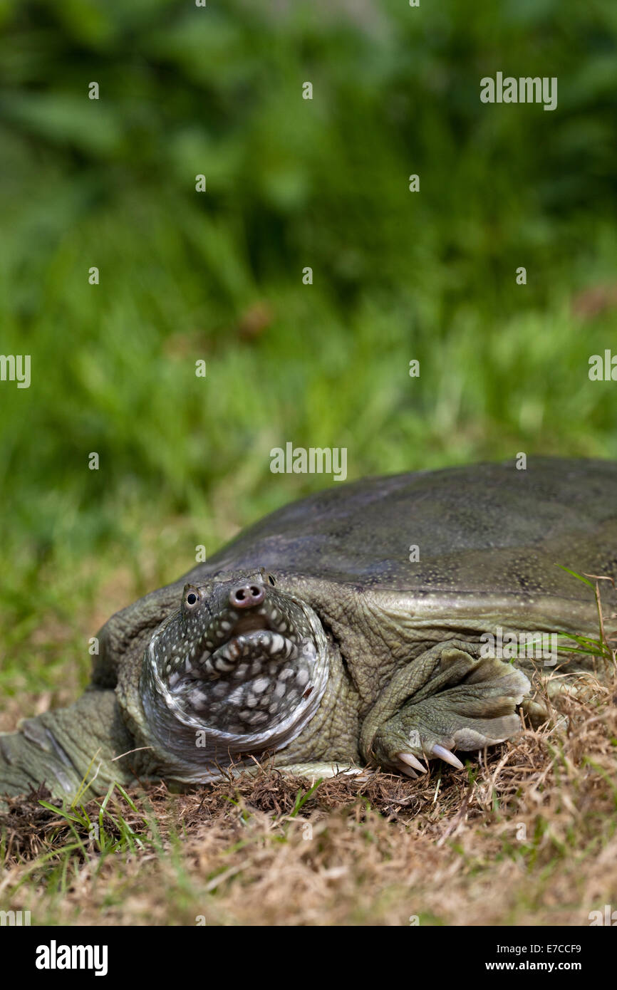 Asian Softshell Turtle High Resolution Stock Photography and Images - Alamy
