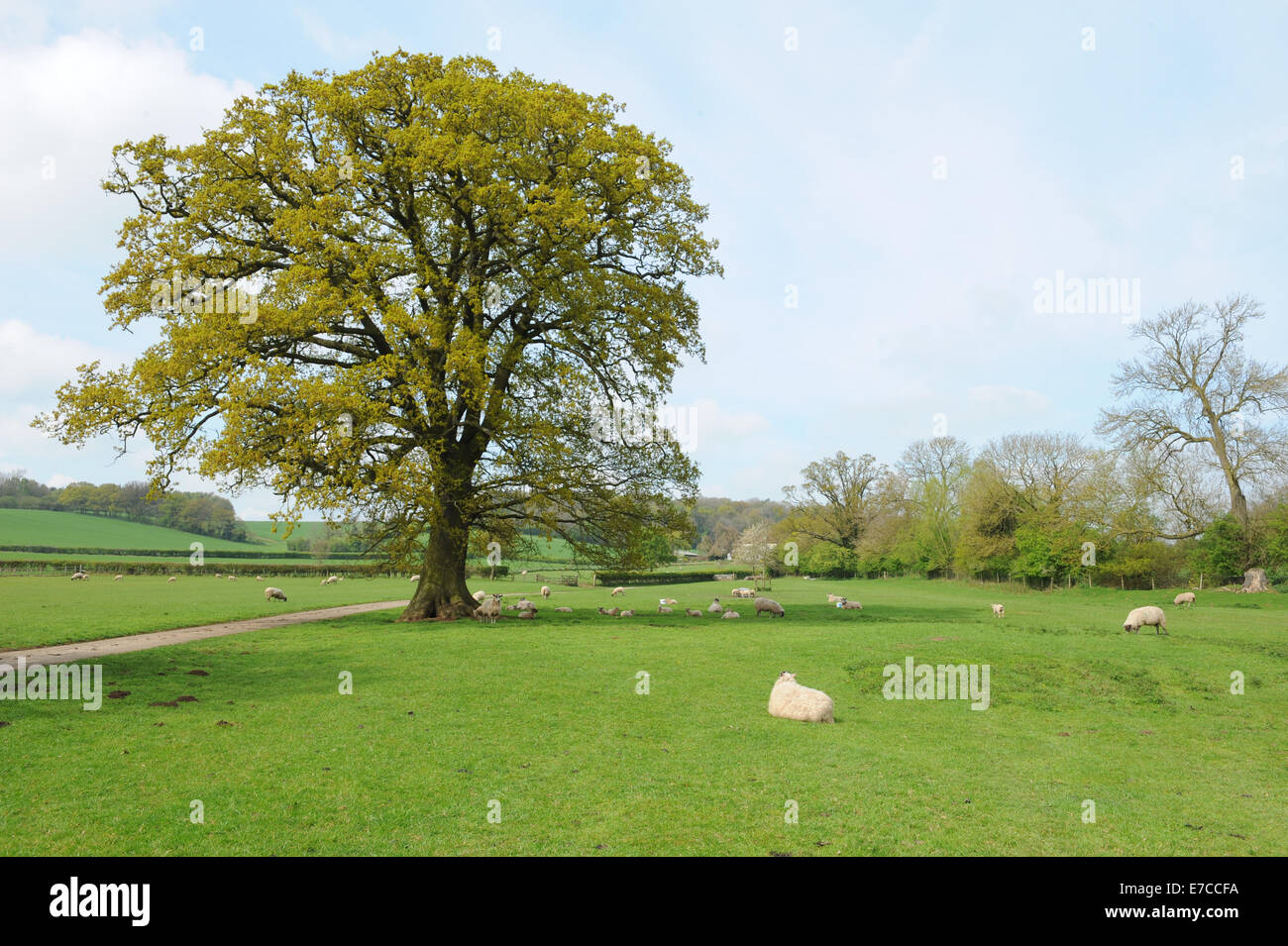 Tree farm setting hi-res stock photography and images - Alamy