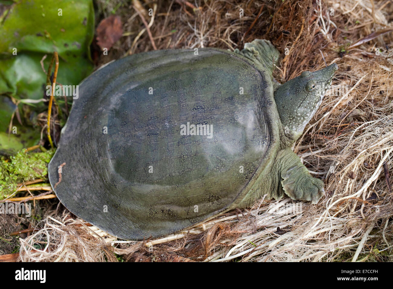Softshell turtle china hi-res stock photography and images - Alamy