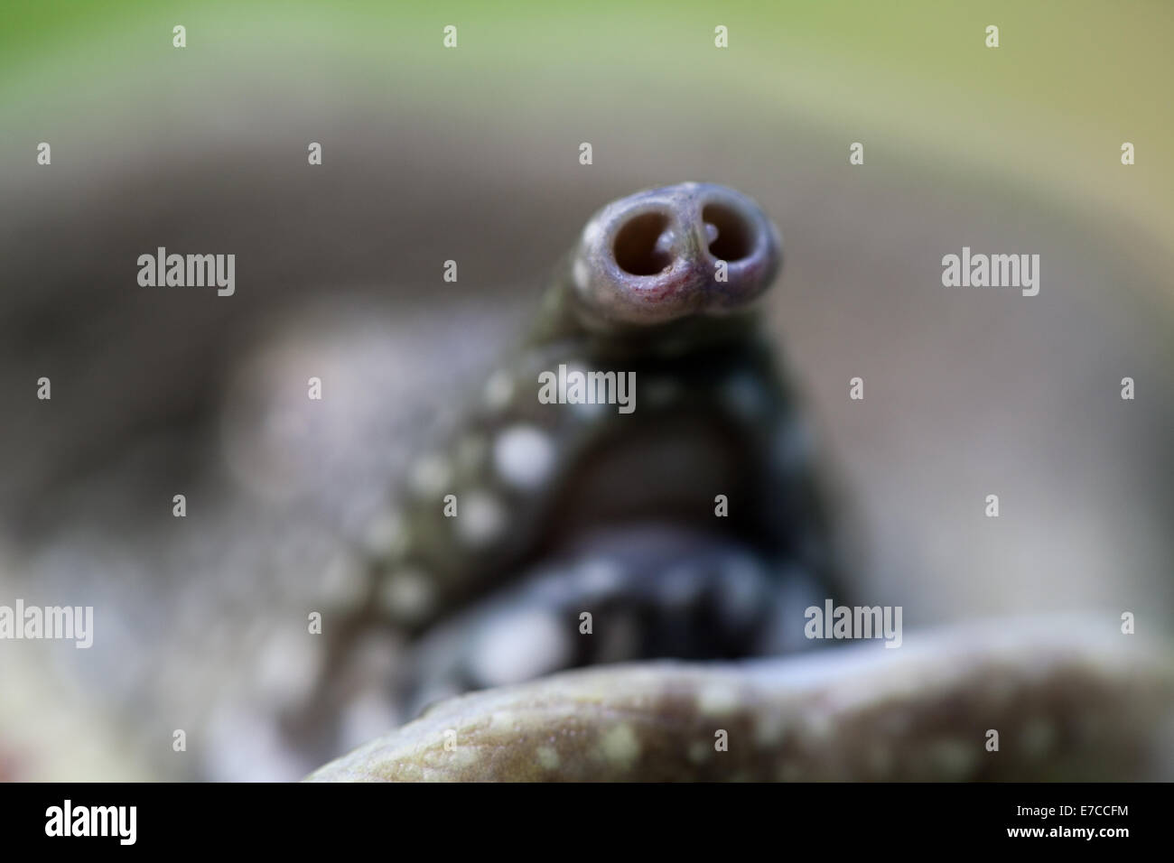 Chinese Softshell Turtle (Pelodiscus sinensis). Tip of extended nose ...