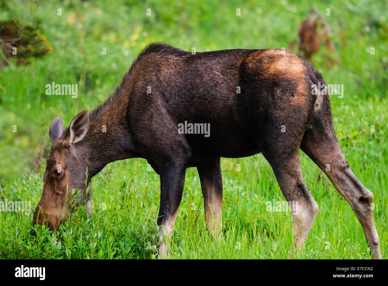 Wild Canadian Moose in the mountains in summer, Kananaskis Country ...