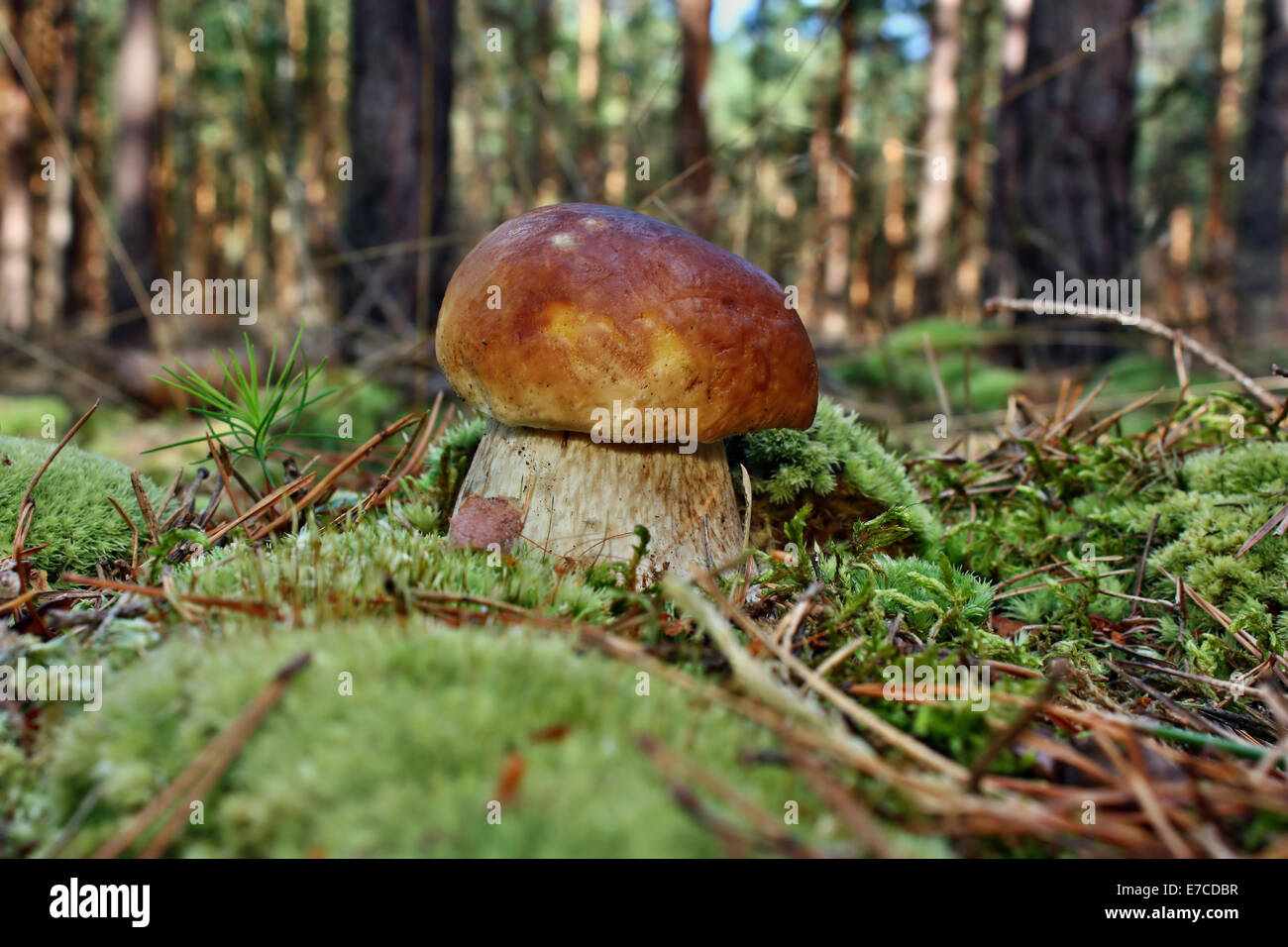 Boletus edulis edible mushroom in the forest Stock Photo - Alamy