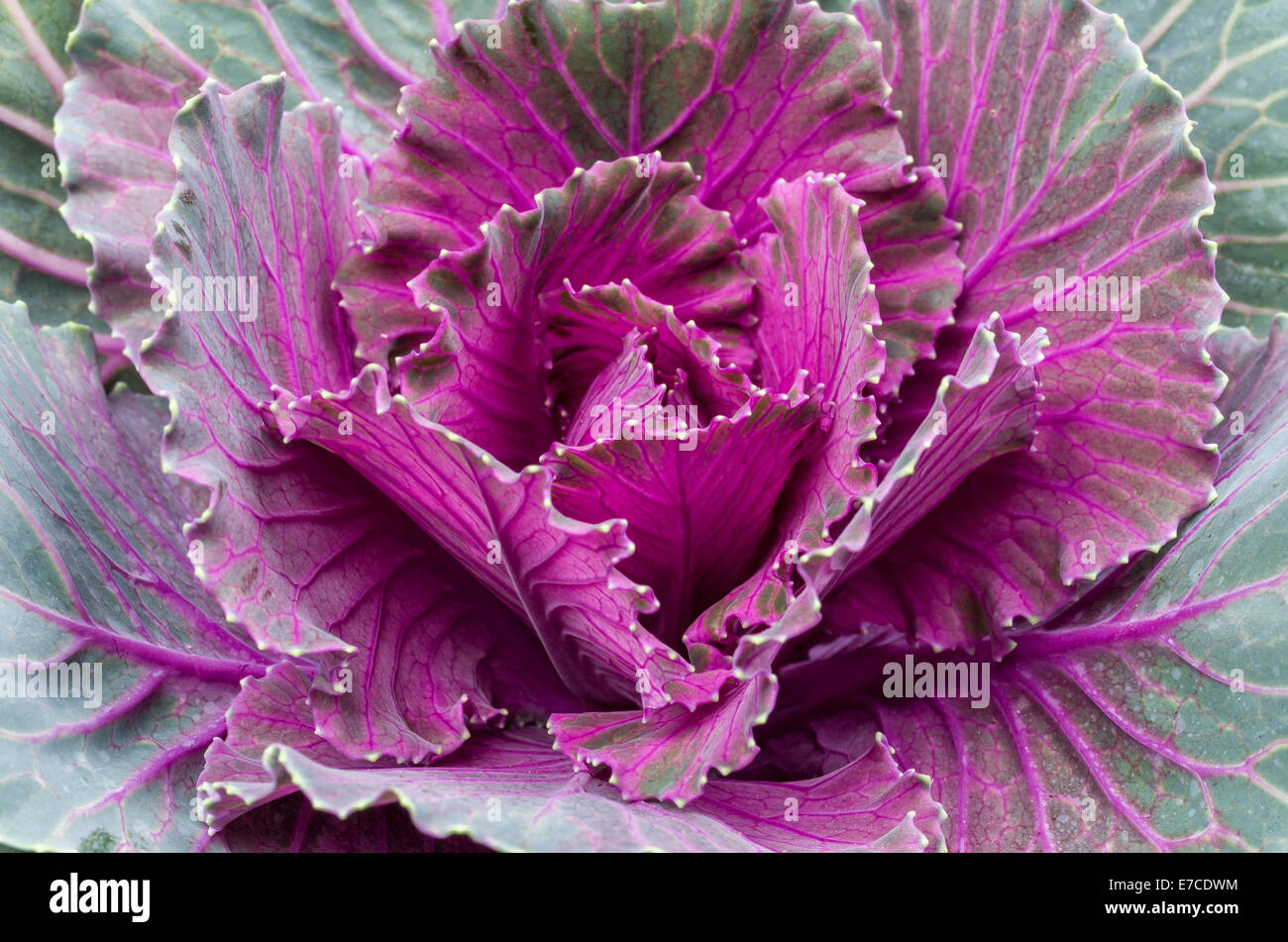 Closeup of a purple ornamental cabbage Stock Photo - Alamy