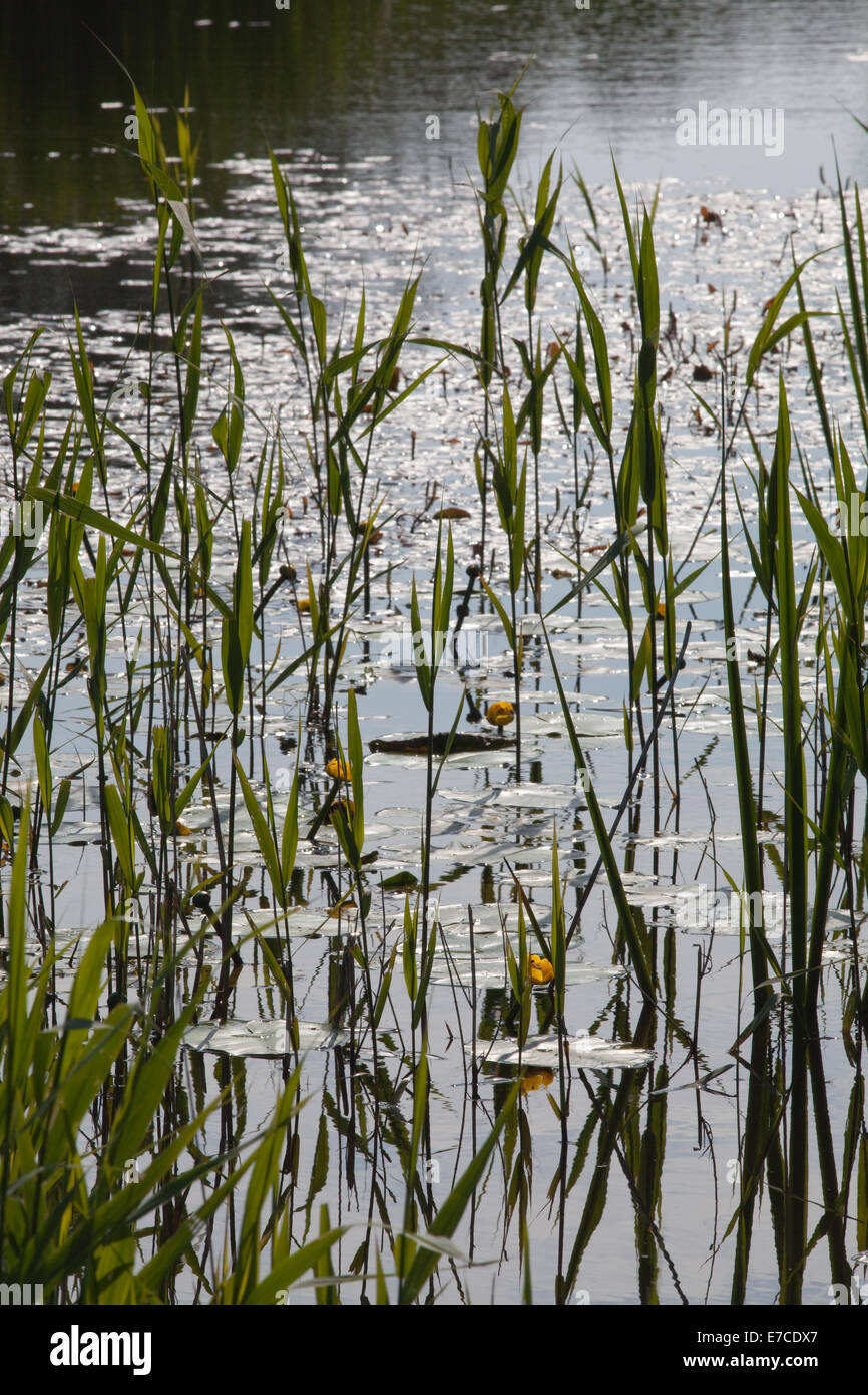 Marginal habitat hi-res stock photography and images - Alamy