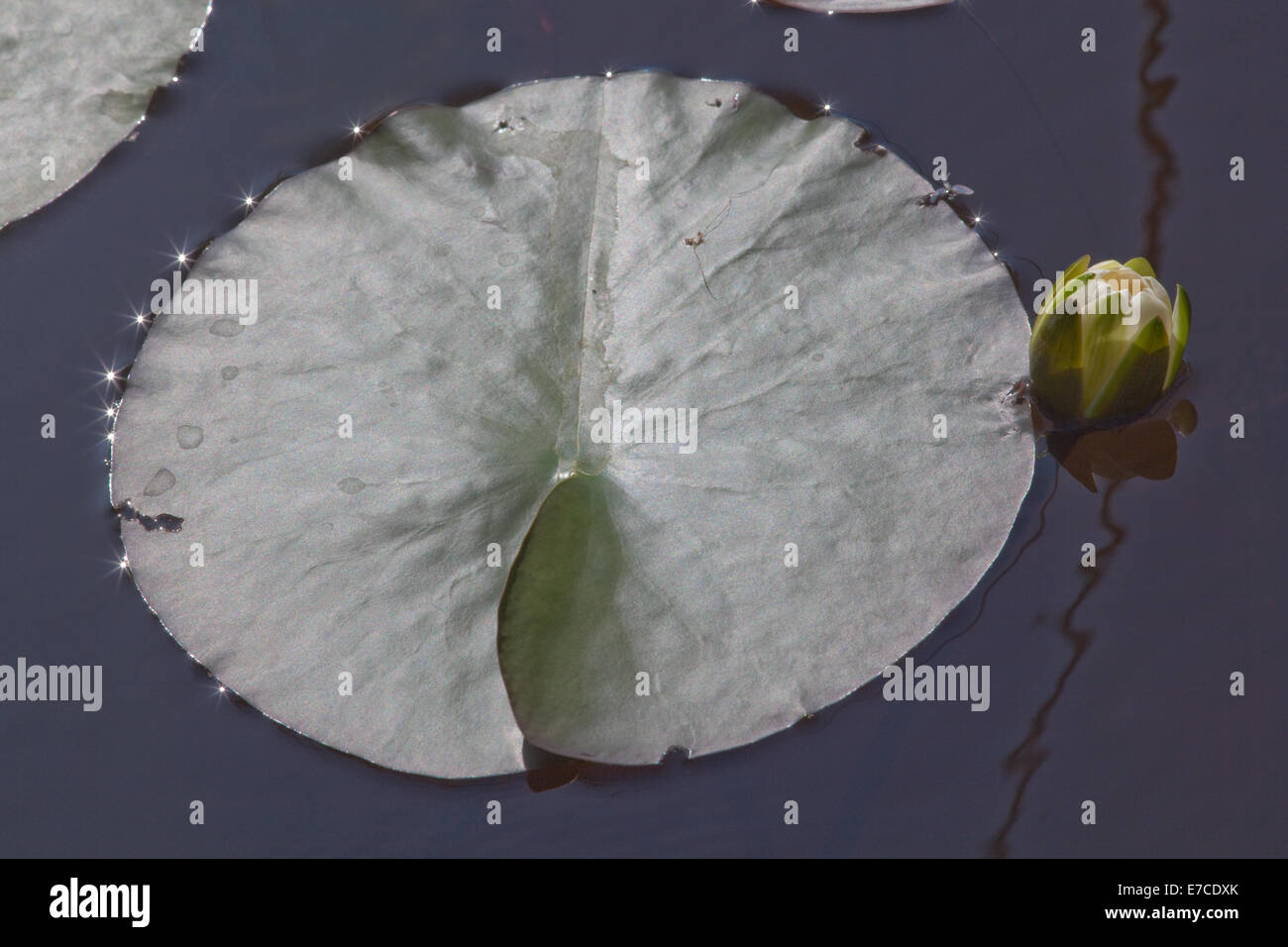 White Water-lily (Nymphaea alba). Leaf or pad, and bud on water surface ...