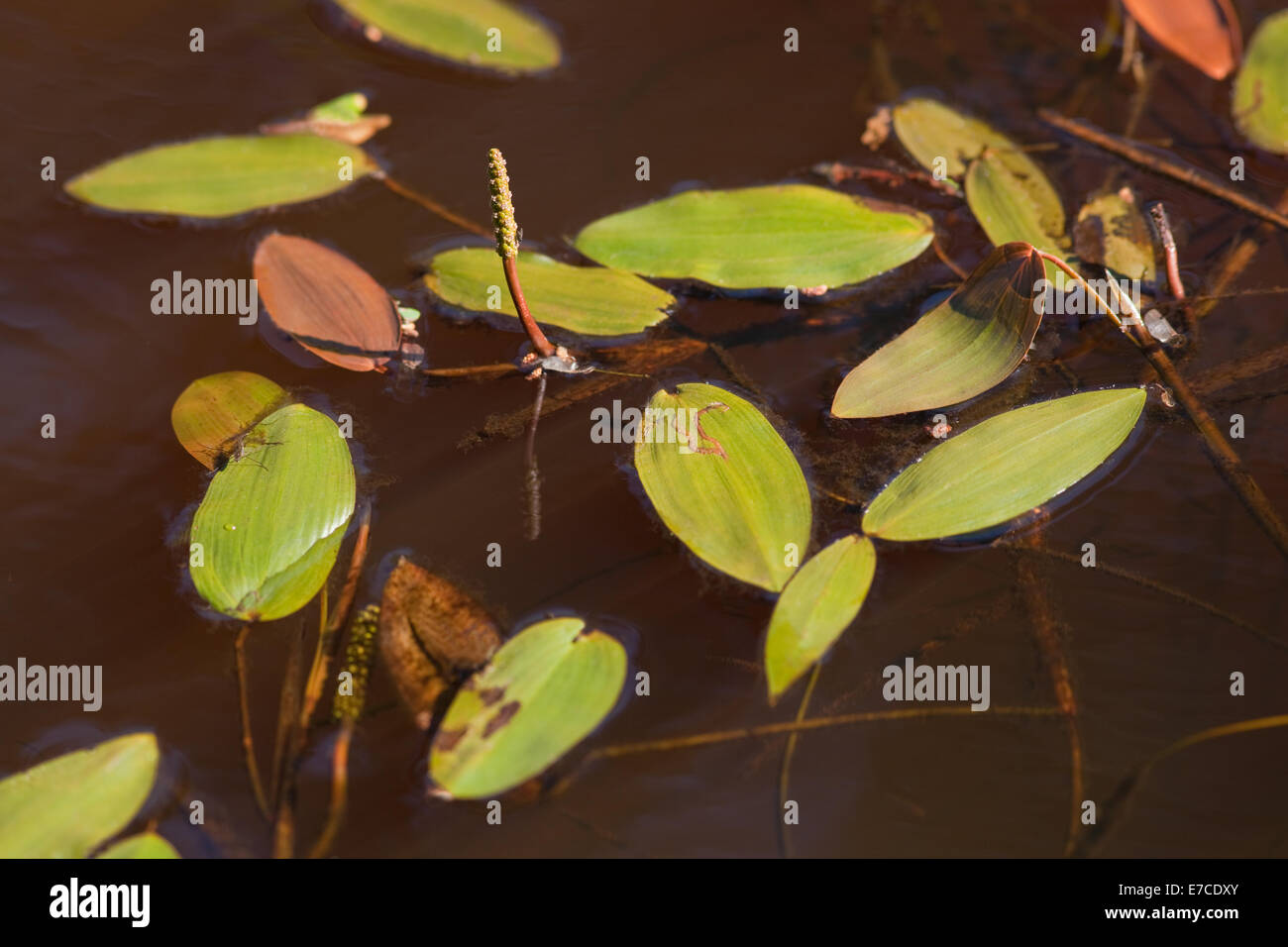 Amphibious Bistort (Polygonum amphibium). Calthorpe Broad. NNR ; SSSI ...