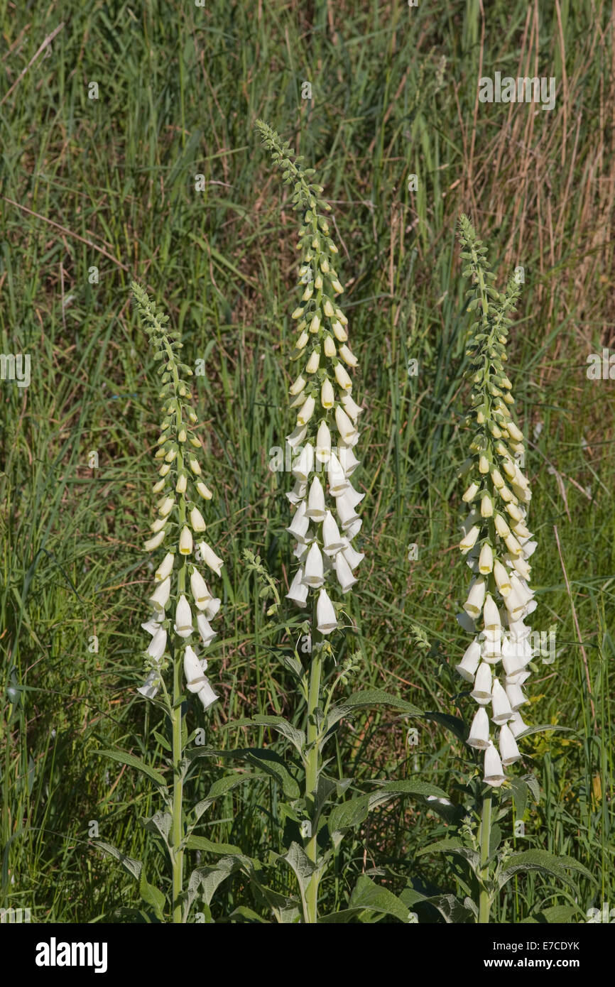 Foxgloves (Digitalis purpurea). White flowering form. Growing alongside ...