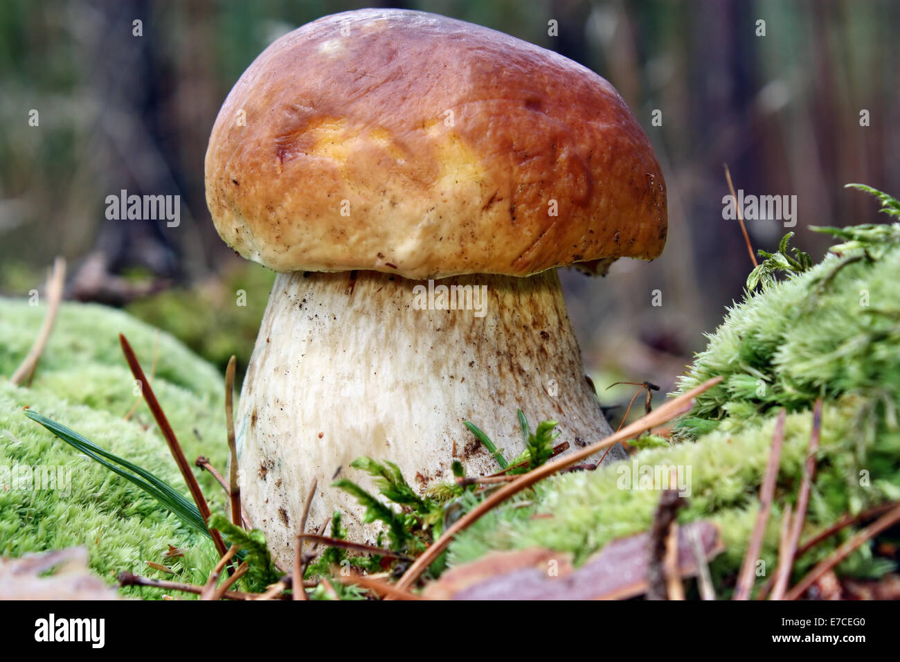 Boletus edulis edible mushroom in the forest Stock Photo - Alamy