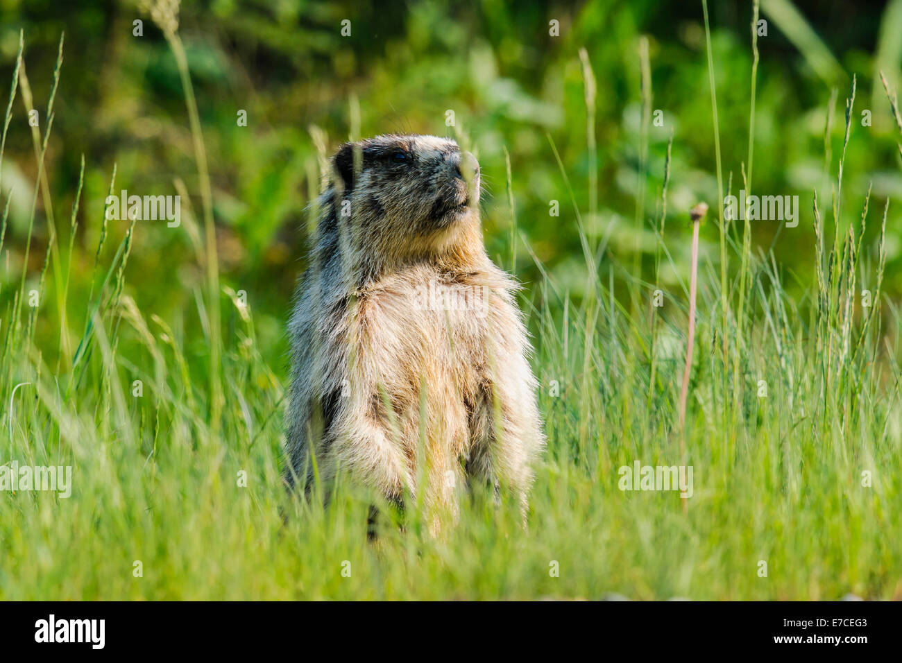 Yellow-bellied Marmot in the summertime, Alberta Canada Stock Photo - Alamy