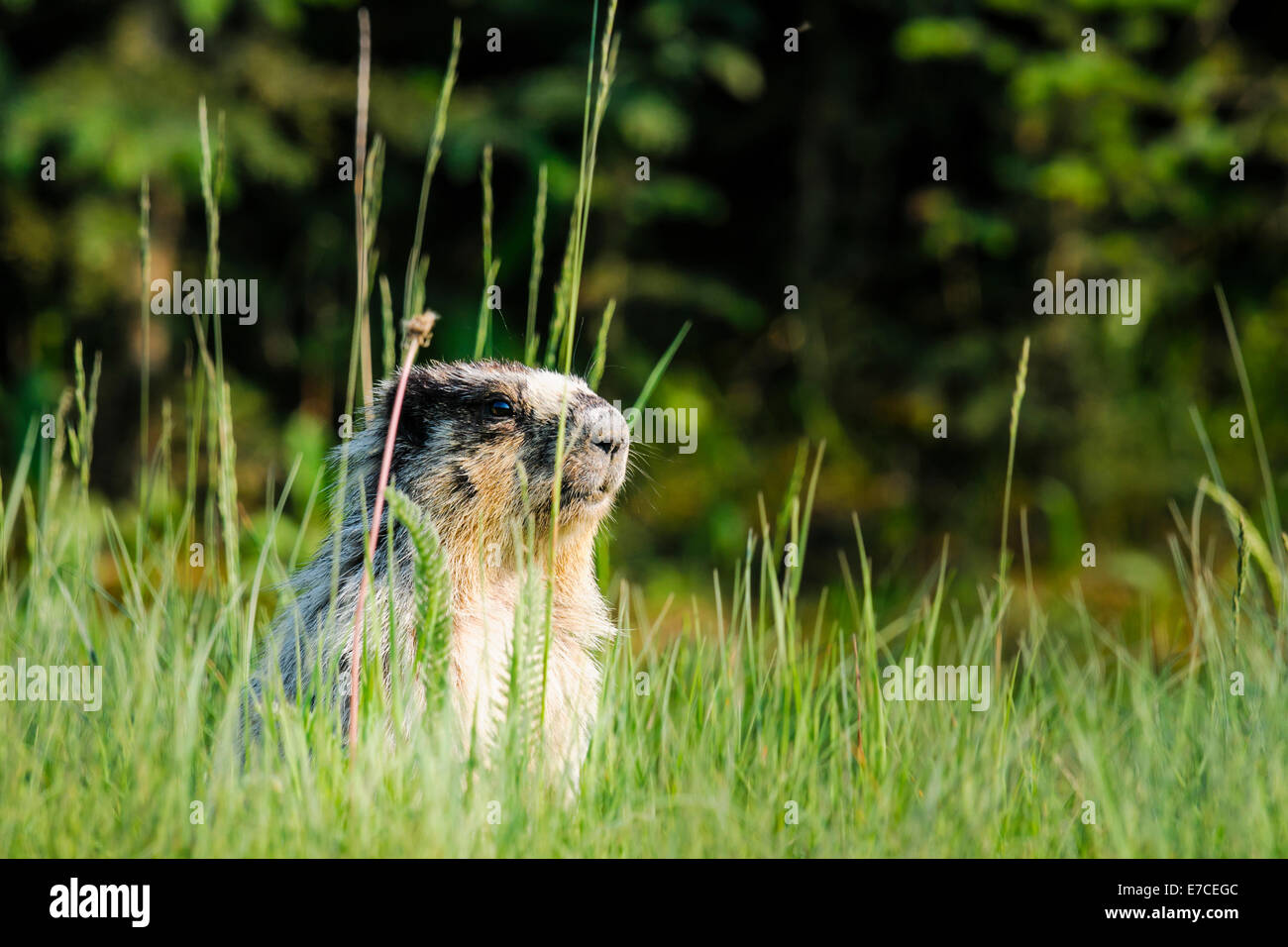Yellow-bellied Marmot in the summertime, Alberta Canada Stock Photo - Alamy