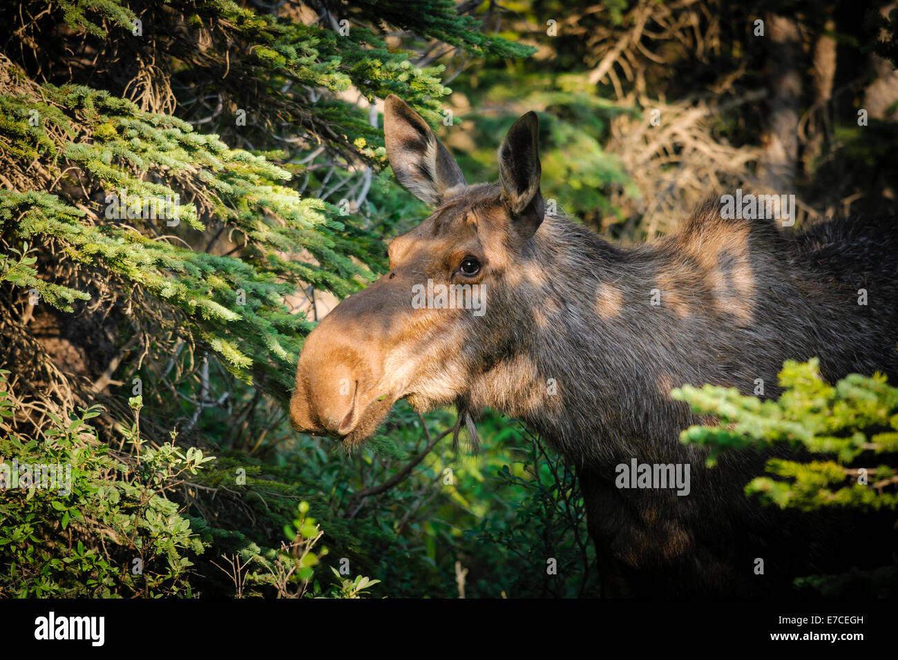 Wild Canadian Moose feeding on summer foliage in a mountains forest at ...