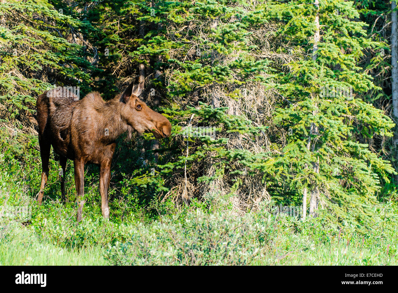 Wild Canadian Moose feeding on summer foliage in a mountains forest at ...